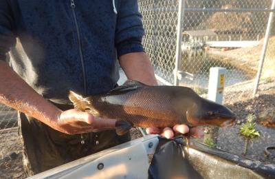Lake Mohave levels to be lowered for annual razorback sucker collection ...