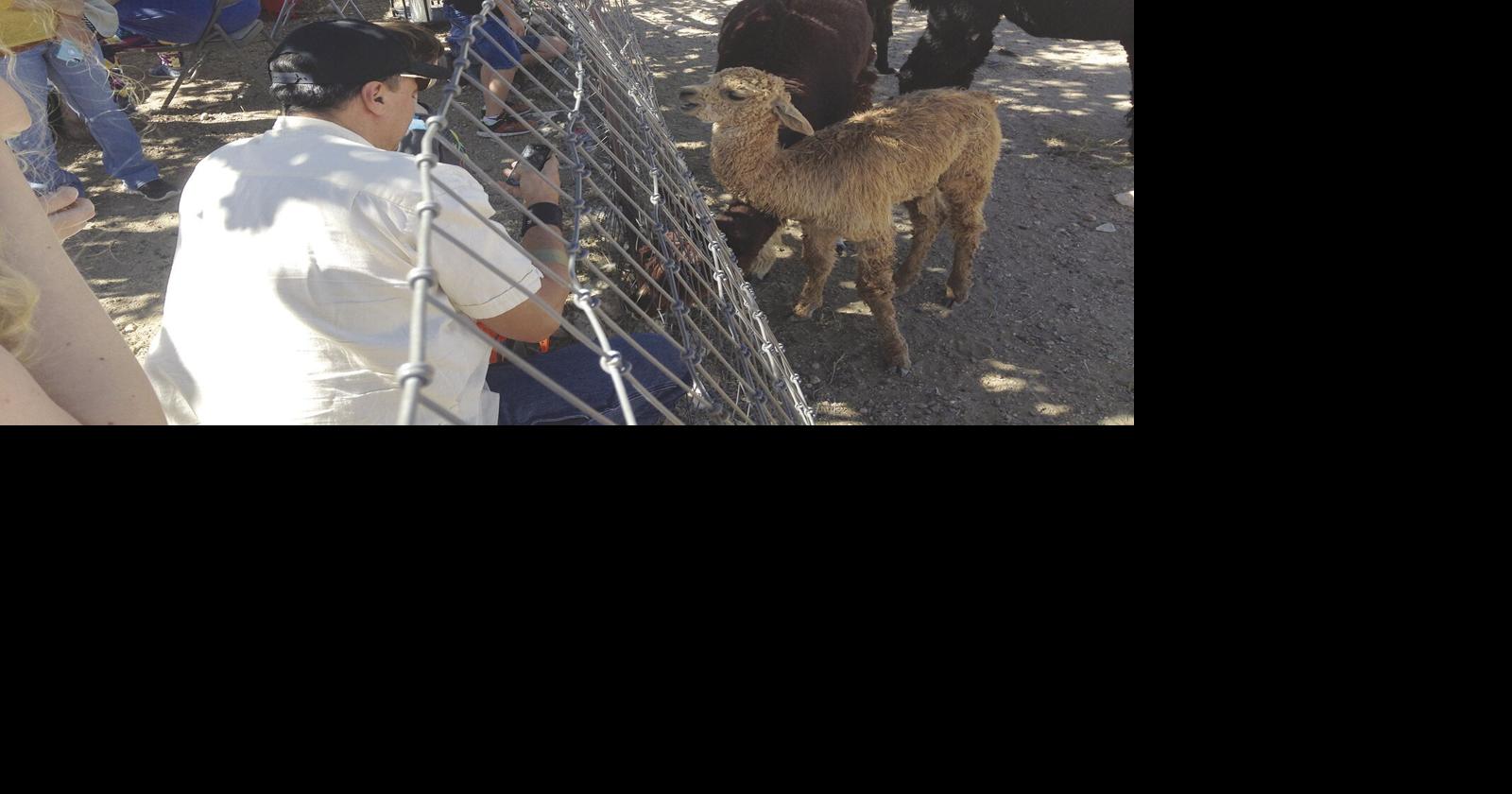 Photo | Alpaca Farm Days: A celebration of alpacas | Features | kdminer.com