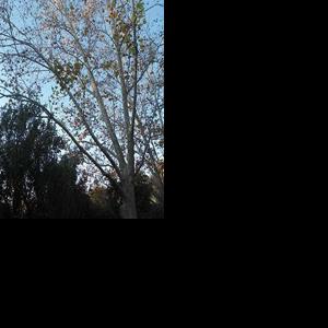 Kingman forecast: Windy, cooler weather | | kdminer.com