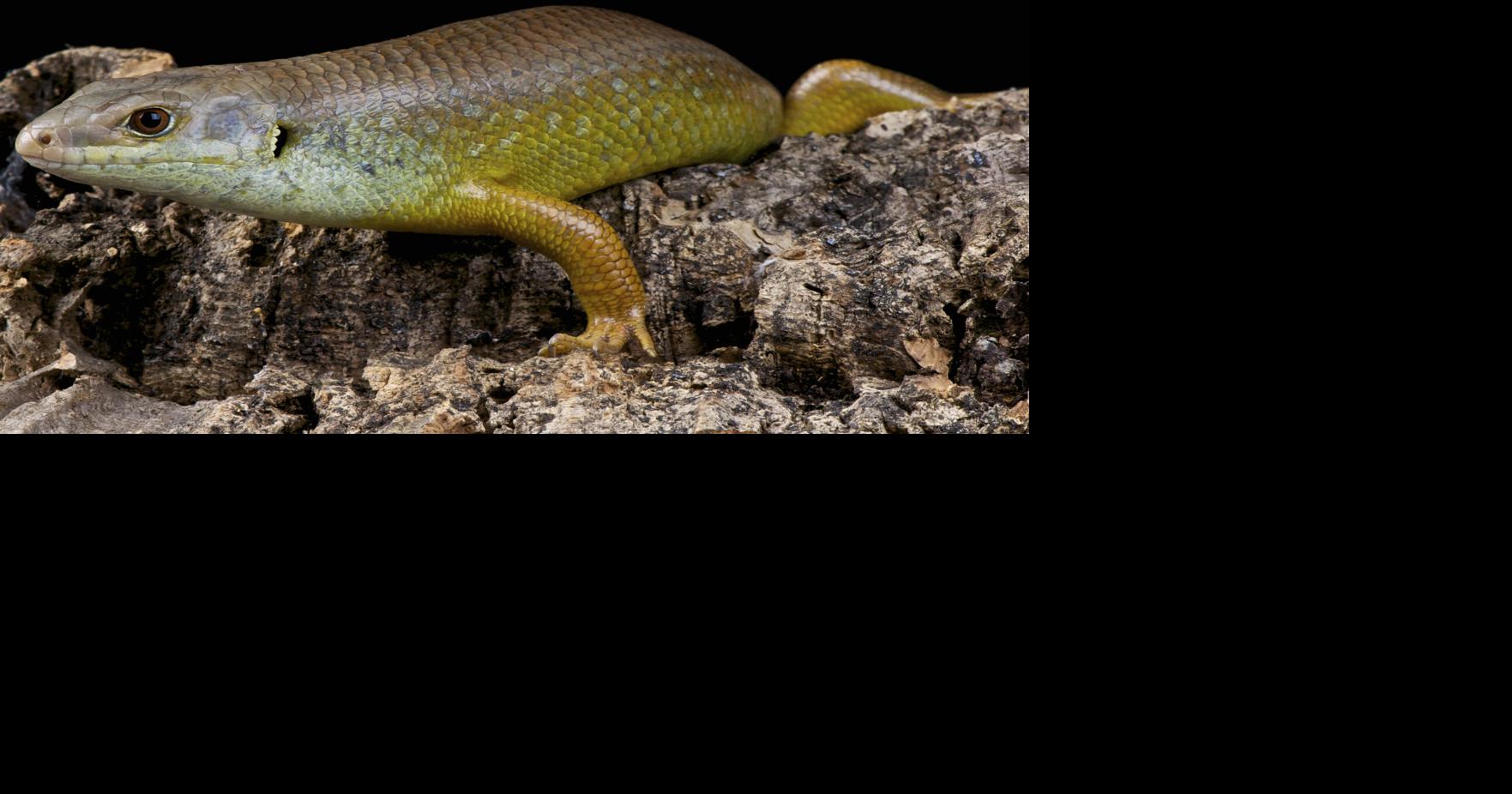 Green-blooded lizards pose evolutionary puzzle | Features | kdminer.com