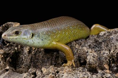 Green-blooded lizards pose evolutionary puzzle | Features | kdminer.com