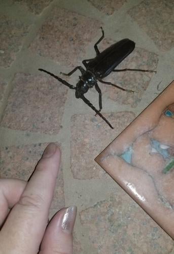 Nature Notes | Palo Verde Root Borer Beetle: One of the largest beetles ...
