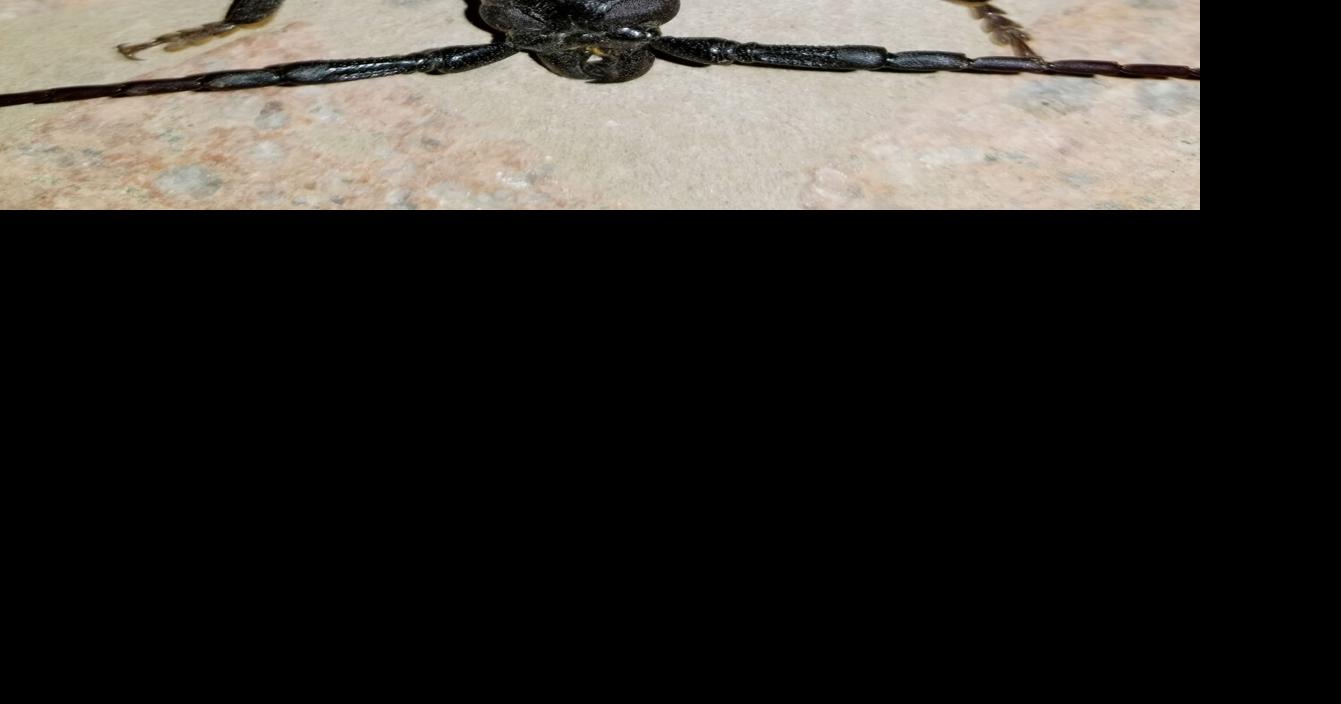 Nature Notes | Palo Verde Root Borer Beetle: One of the largest beetles ...