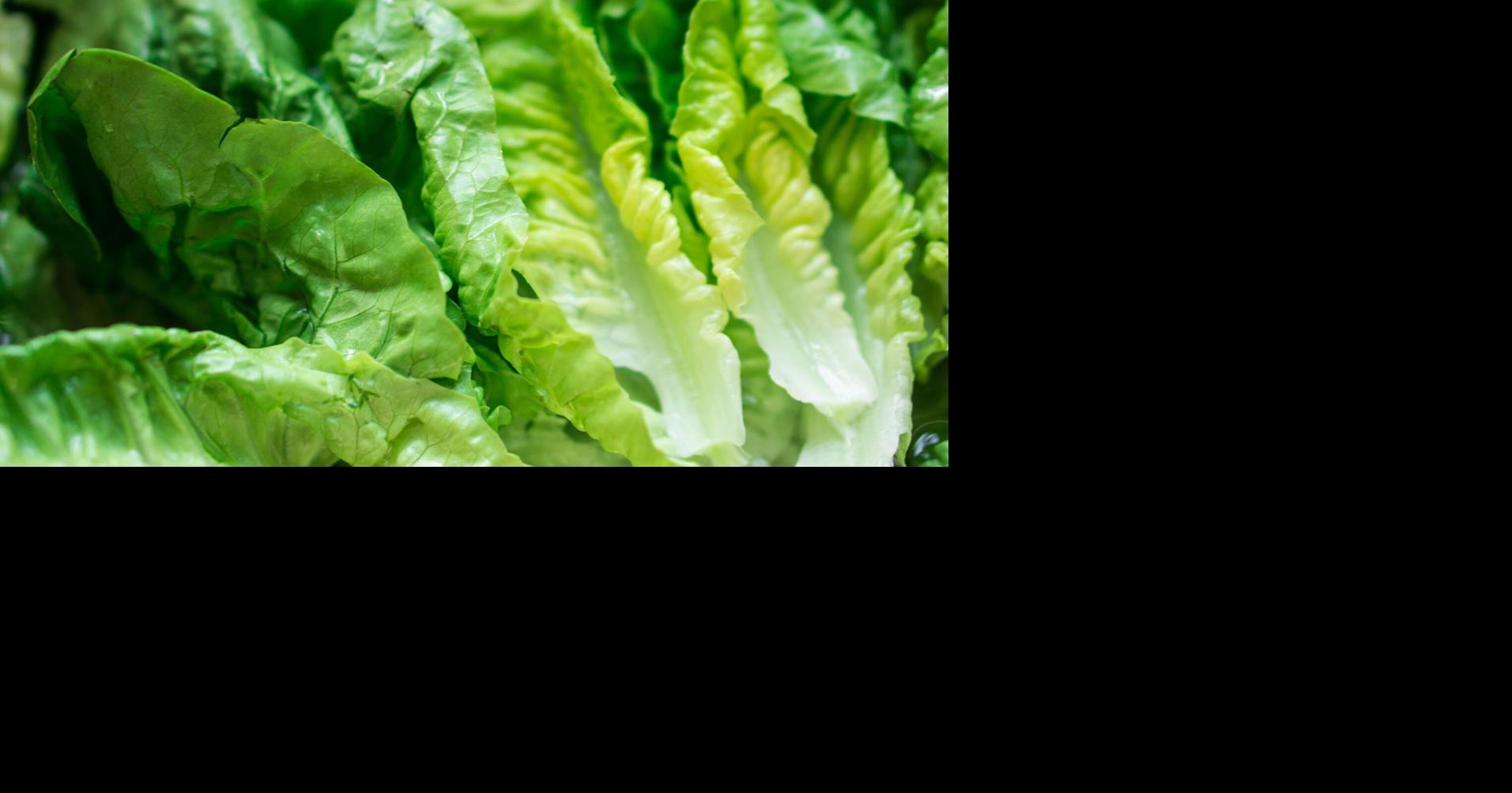 US officials: Don’t eat romaine grown in Salinas, California | National ...