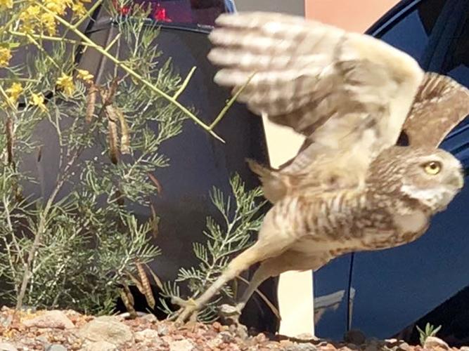 Hooo’s there?: An ASU academic is monitoring owls in Havasu, but what ...