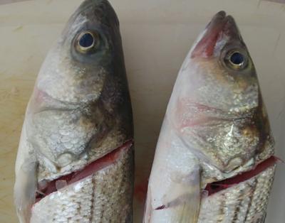 The final step in striper fishing: How to fillet your fish | | kdminer.com