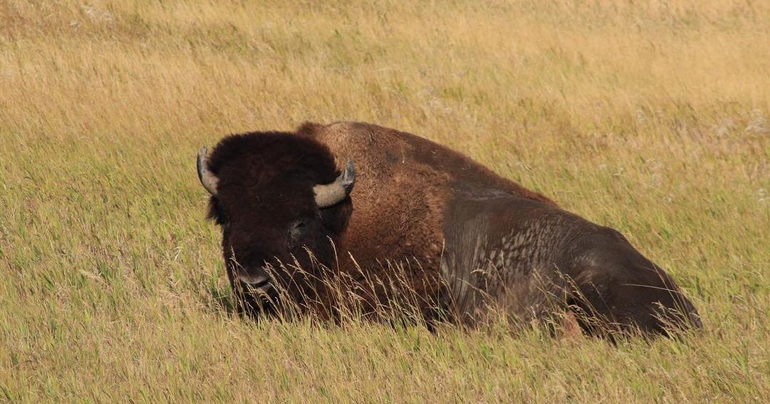 Where the buffalo roamed: Bill would return herds to ancestral Native ...