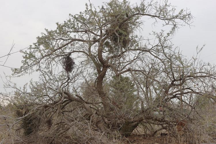 Nature Notes | Catclaw: Natures way of insisting that you stick around ...