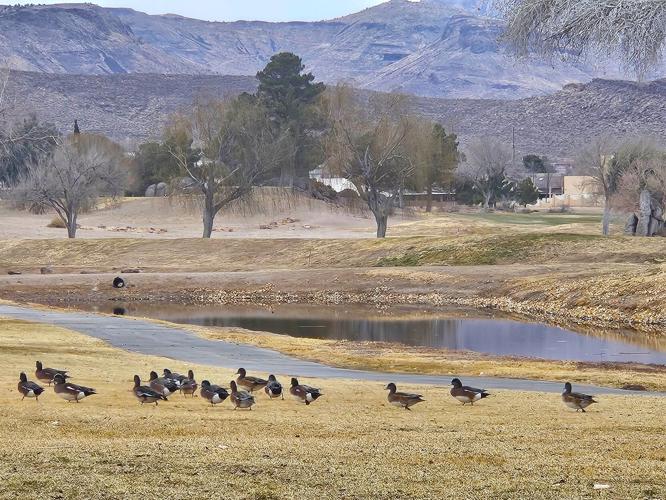 Next steps as Kingman moves towards return of Golf Course Commission ...