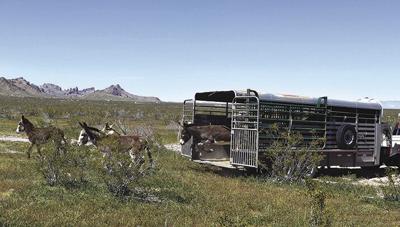 Burros part of BLM birth-control study | | kdminer.com