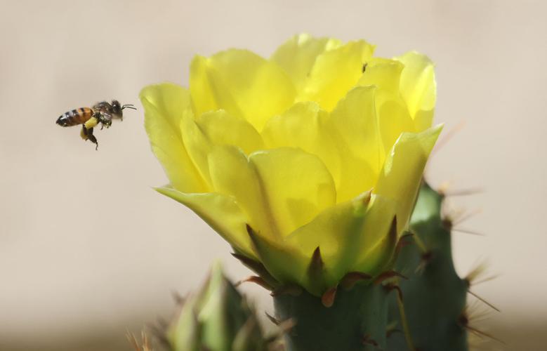 Nature Notes | Bright colors shine in the summer heat | Features ...