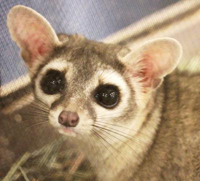 Arizona's state mammal on display | | kdminer.com