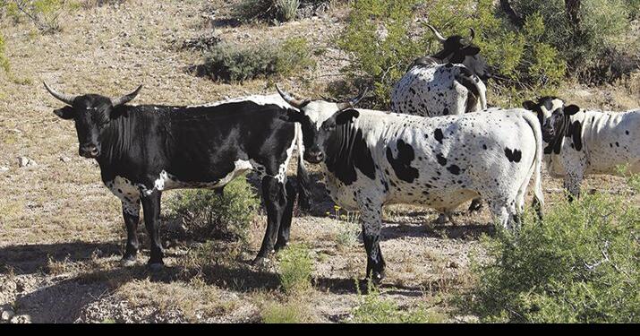 Kill Order For New Mexico Feral Cows Issued By Us Officials National