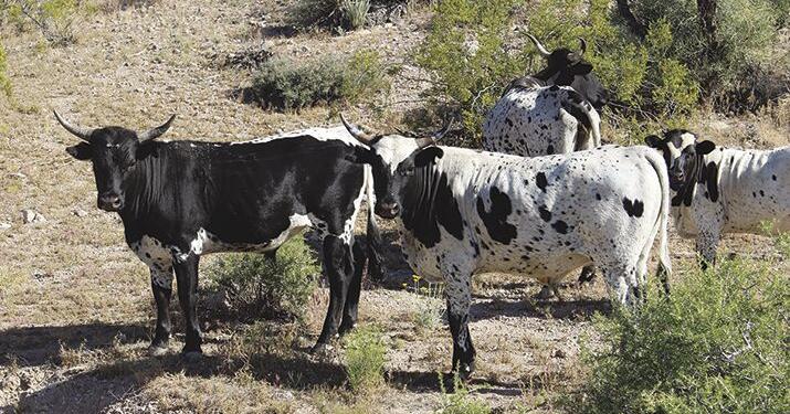 Kill Order For New Mexico Feral Cows Issued By Us Officials National