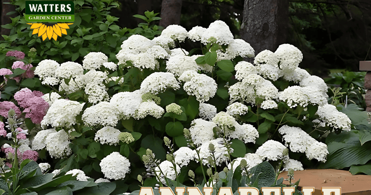 The Mountain Gardener: Hydrangea Pom-Pom Party in the Garden | Features ...