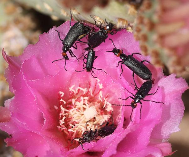 Nature Notes | Big bugs | Features | kdminer.com