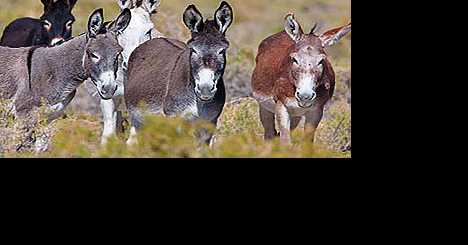 Burros: Beloved beasts or bothersome burden? | | kdminer.com