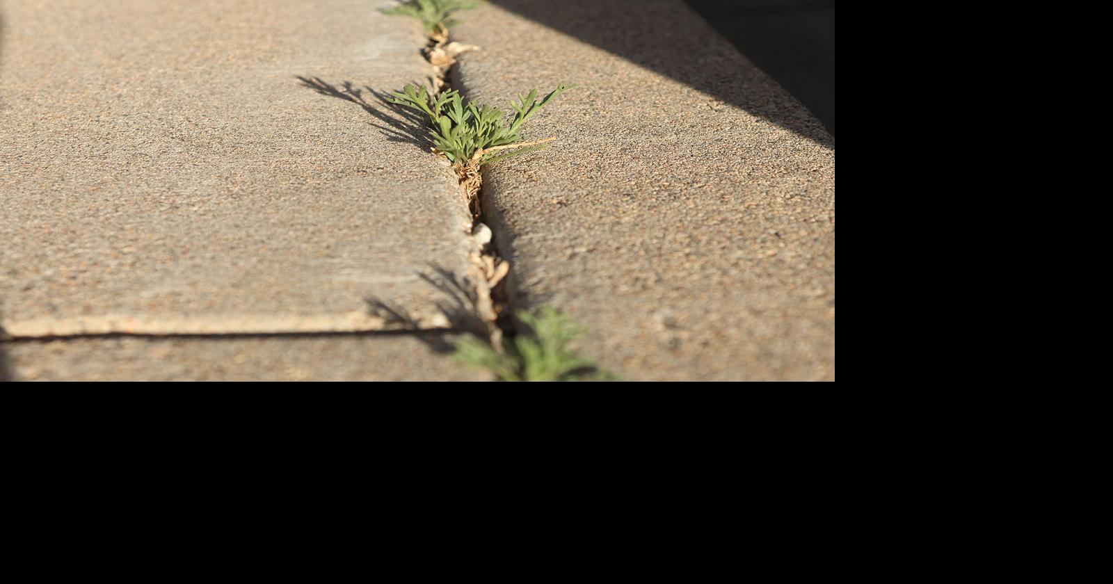 Spring is here: Prevent fires by weeding today | News | kdminer.com