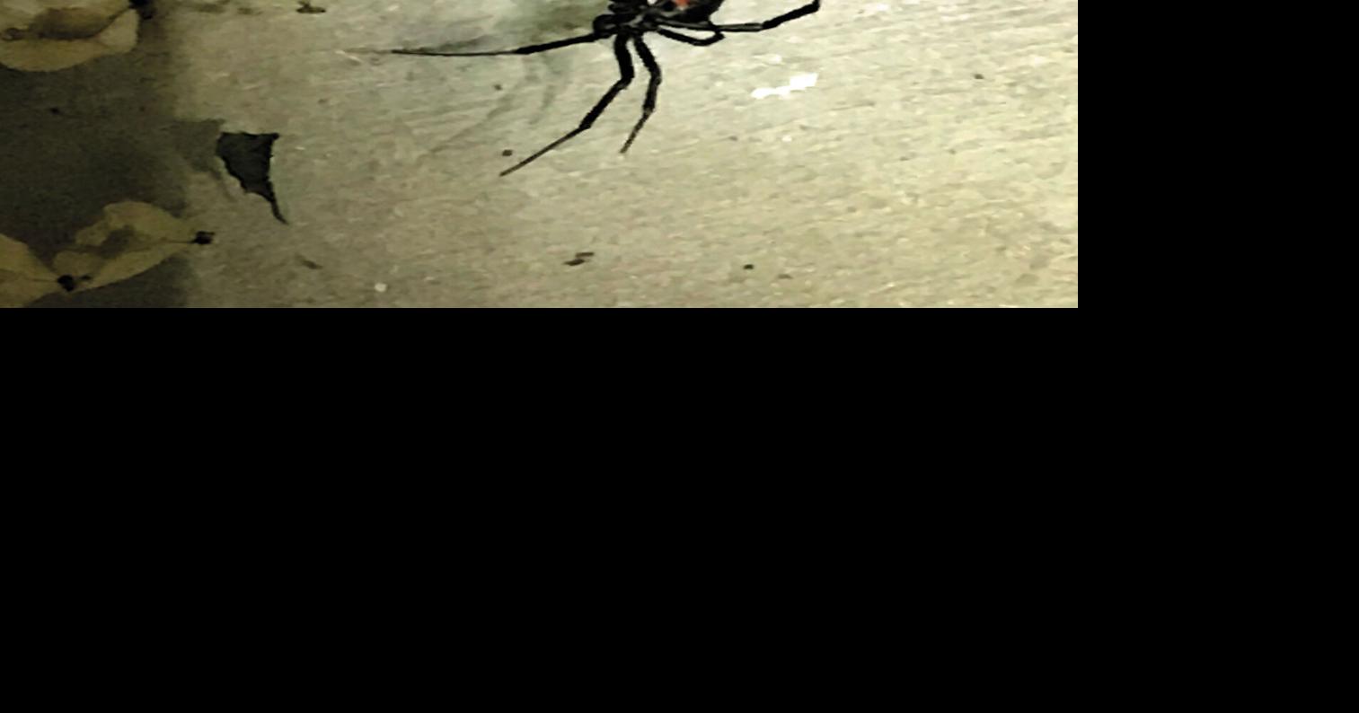 Bug Bites: Prevention is key, but when they happen, knowing how to ...