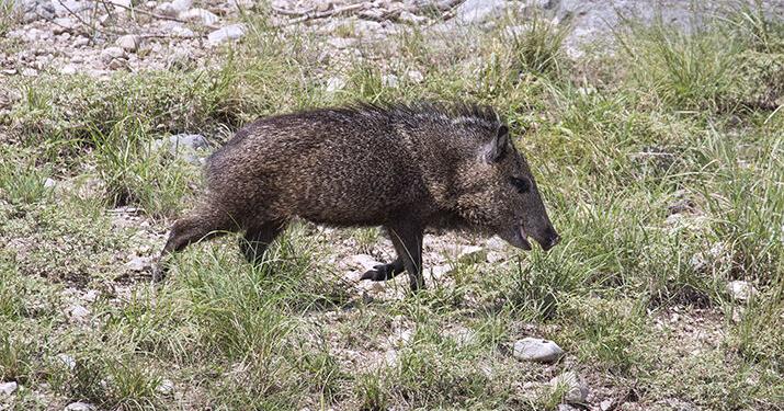 What’s happening to javelina herds in Unit 18B? | | kdminer.com