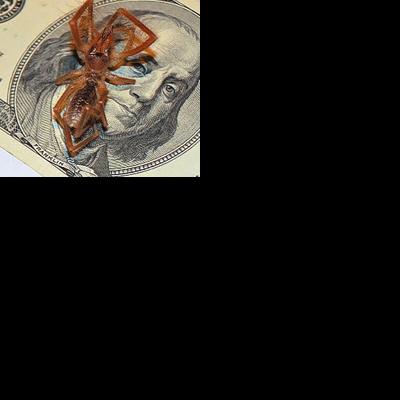 Sun spider more aggressive than scorpions | | kdminer.com