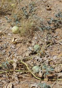 Nature notes | Coyote Gourd | Features | kdminer.com