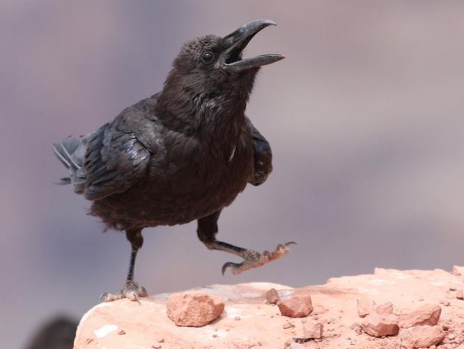 Nature Notes | The common raven | Features | kdminer.com