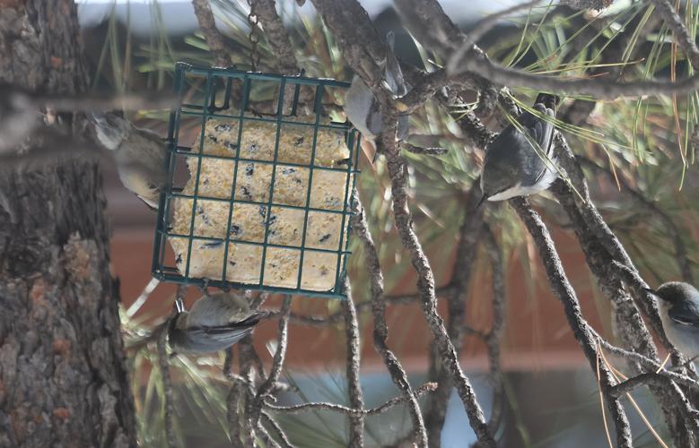 Nature Notes | Surviving the mountain snow | Features | kdminer.com