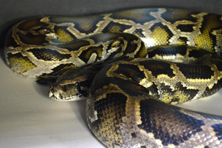 Kingman family has a passion for reptiles, spiders | | kdminer.com