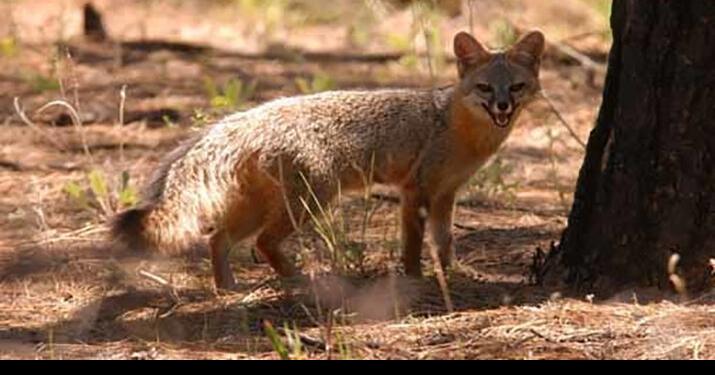 Recent reports of foxes with rabies spark alert in Mohave County | News ...