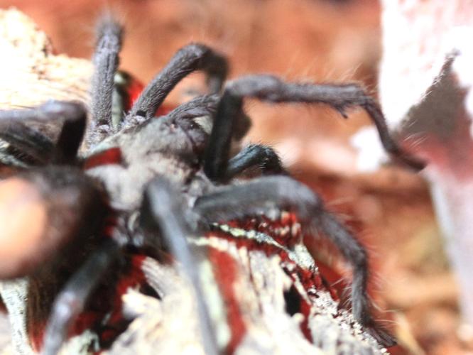 Nature Notes | Tarantula | Features | kdminer.com