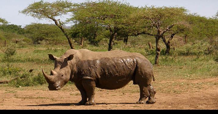Scientists successfully transfer 1st test tube rhino embryo | Features ...