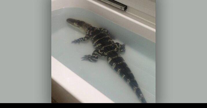 Alaska rescue group takes in alligator that outgrew bathtub | Features ...