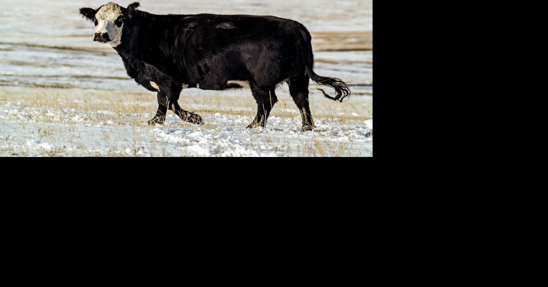 Rodeo Alaska cow evades capture wandering Anchorage trails | Features ...