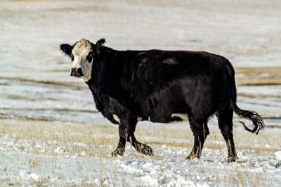 Rodeo Alaska cow evades capture wandering Anchorage trails | Features ...