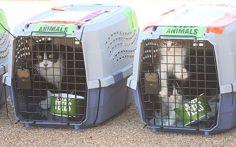 175 cats displaced by Texas floods touch down in Kingman this week ...