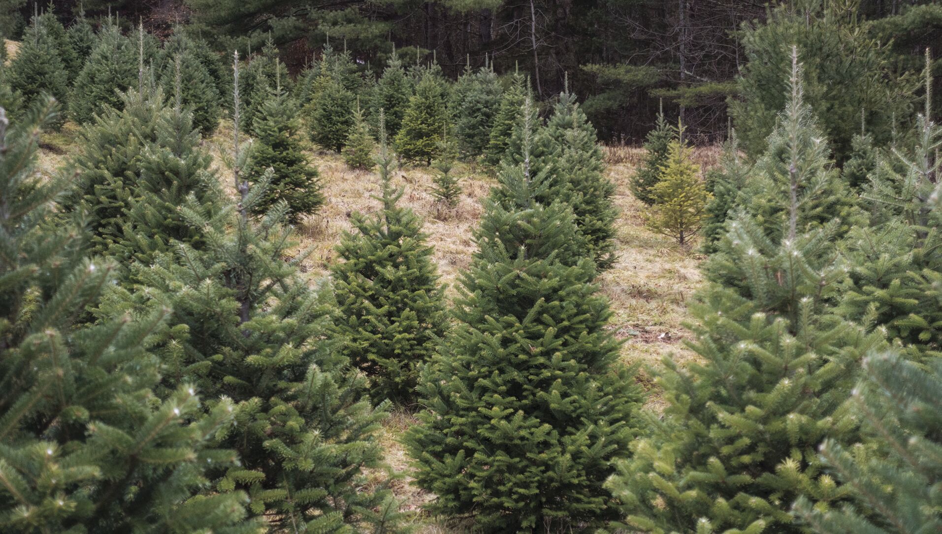 Cut your own Christmas tree on Saturday and Sunday | | kdminer.com