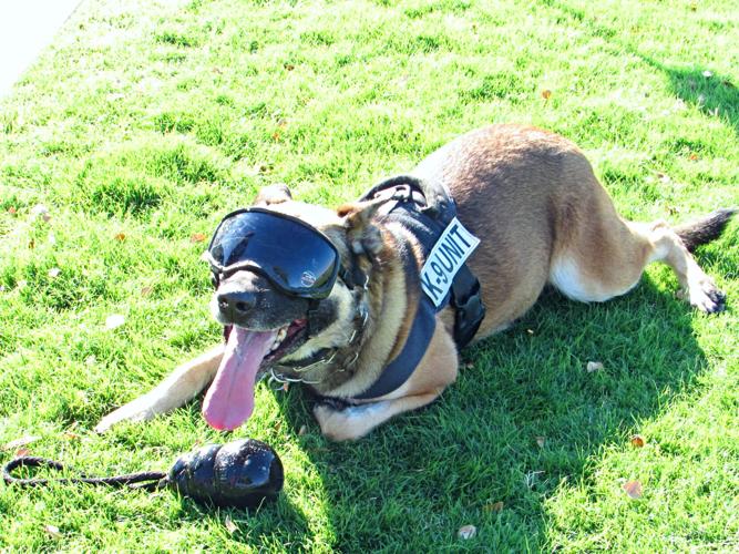 Nonprofit seeks donations, support for Mohave County Sheriff’s K-9 Unit ...