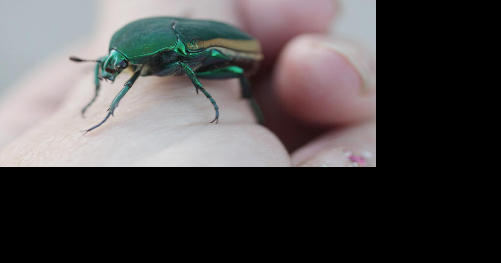 figeater beetle sound