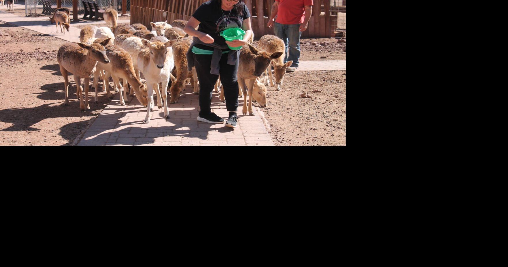 Porcupines, camelids and decades of fun: Williams's Grand Canyon Deer ...
