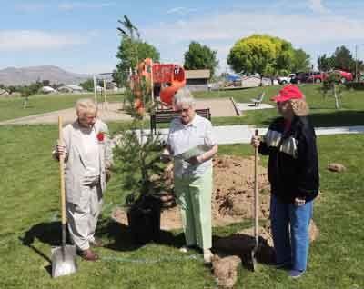 Kingman DAR follows tradition, plants Arbor Day pine in park | Features ...