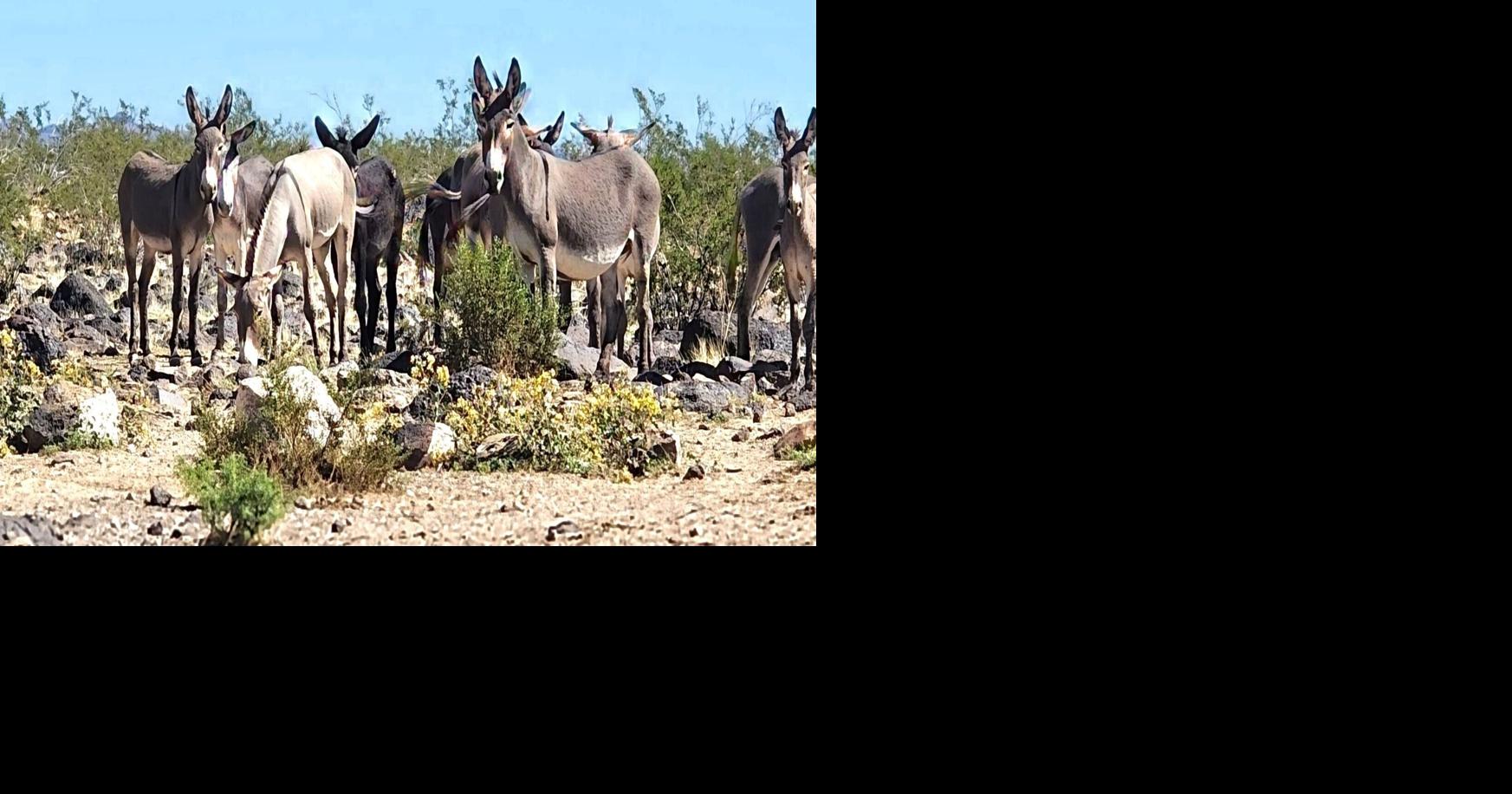 BLM slates wild burro adoption events in March | News | kdminer.com