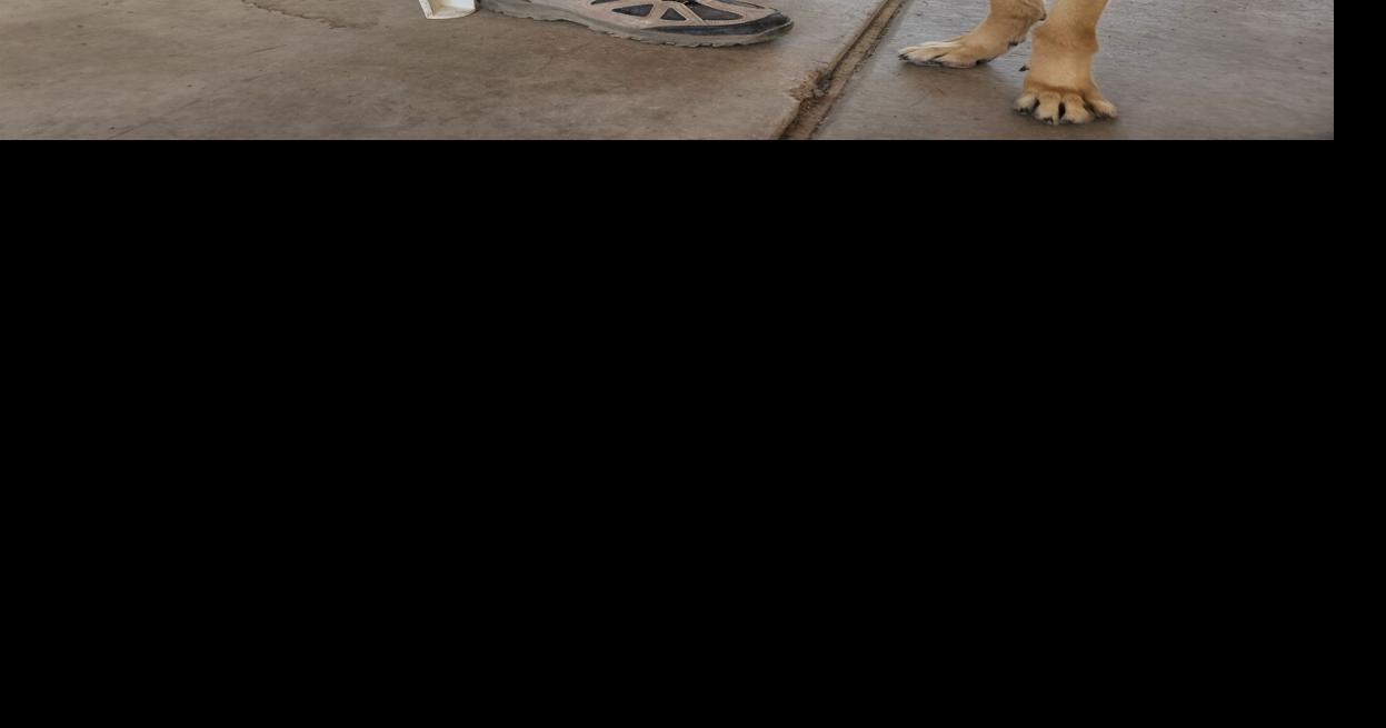 From shelter to service: Dogs are making a difference with Arizona ...