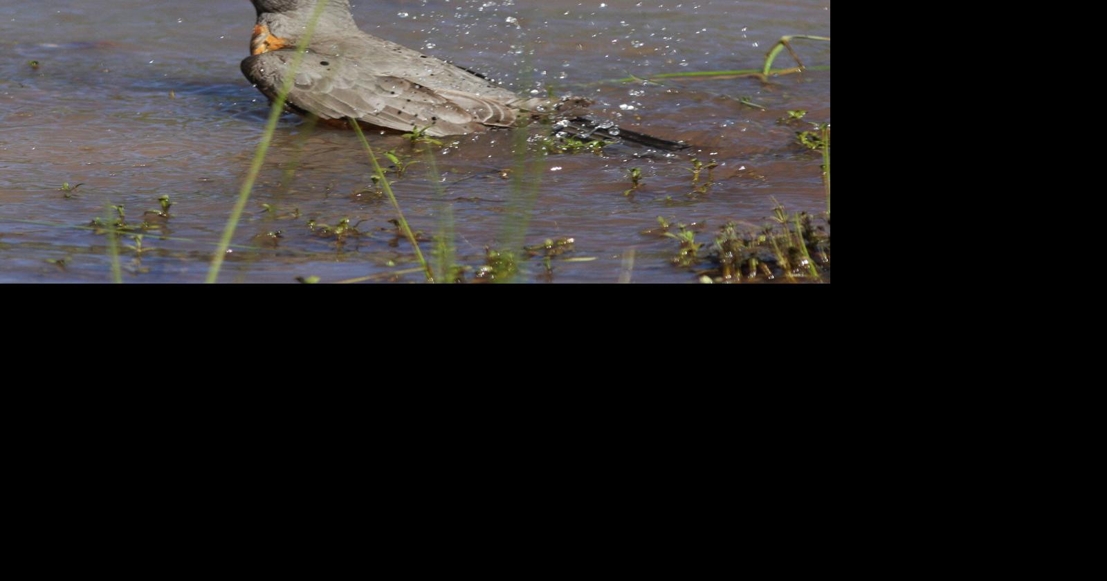 Nature notes | Robin: The ultimate early bird | Features | kdminer.com