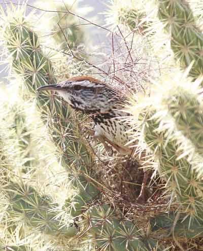 Kingman Photo: Arizona's State Bird | | kdminer.com