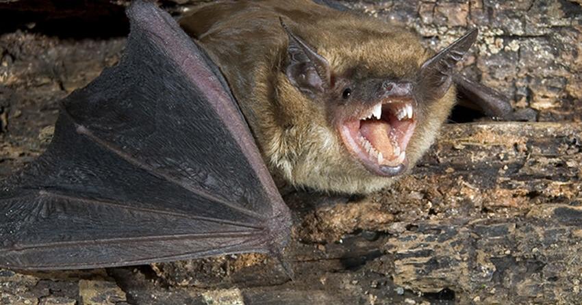 Arizona wildlife officials issue rabies warning after rabid bat ...