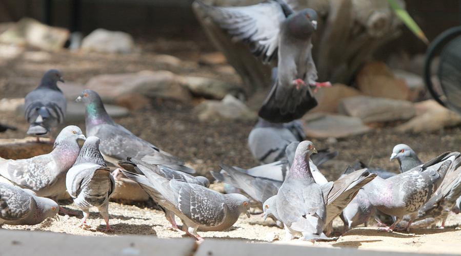 Eavesdroppers: Getting rid of pigeons isn't easy | | kdminer.com