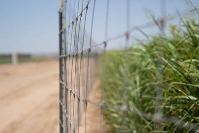 Yuma lettuce growers work to rebuild consumer trust after E. coli ...
