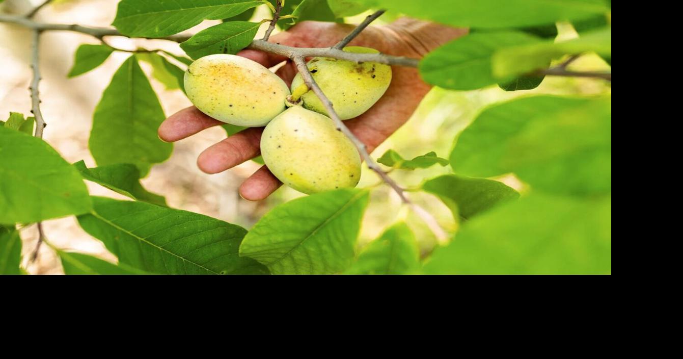 Pickin’ up pawpaws: Meet the Midwestern 'tropical' fruit that thrives ...