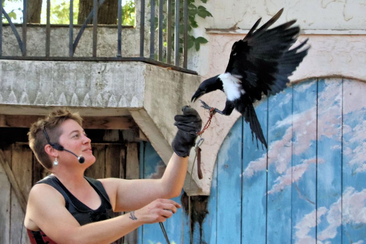Kearney Public Library, Nature's Educators to host live raptor presentation